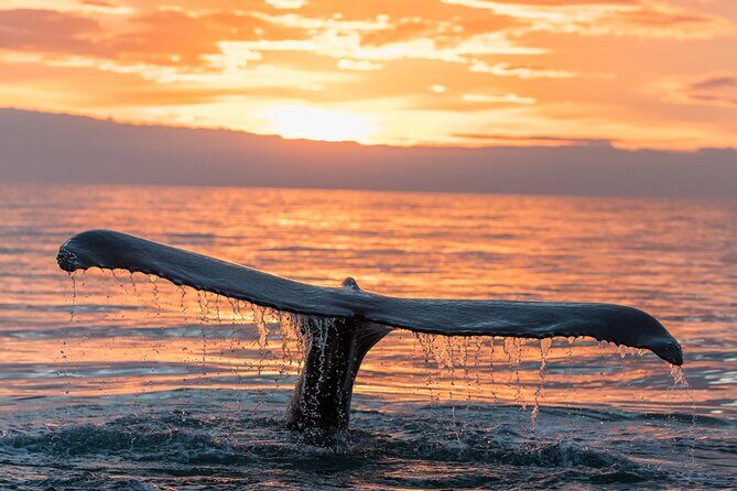 Whale watching DE Tahiti Peninsula - The Sum Up: Is This the Right Choice for You?