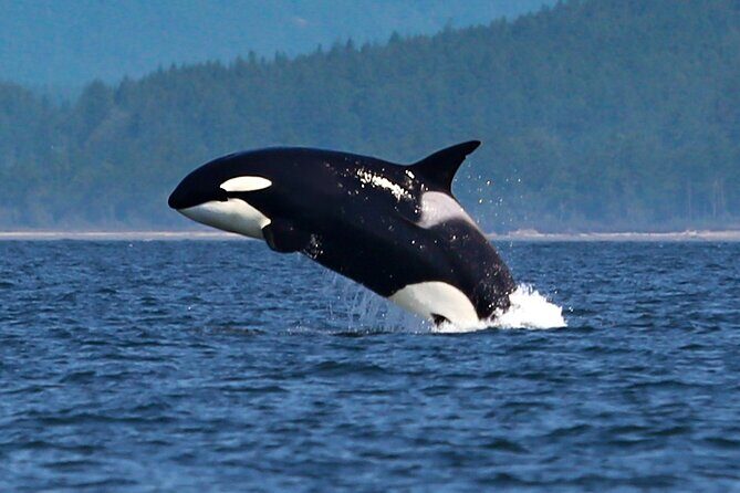 Whale Watching + Deception Pass Tour from Seattle - Key Points