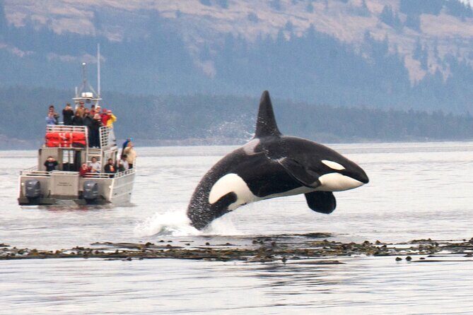 Whale Watching + Deception Pass Tour from Seattle - A Closer Look at the Itinerary