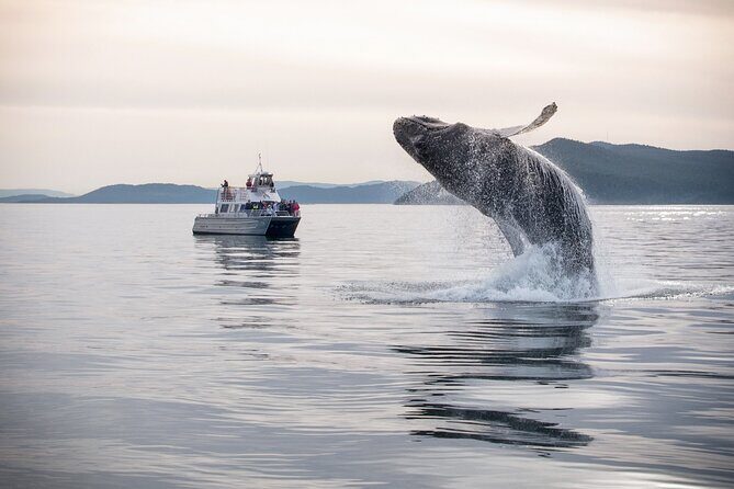 Whale Watching + Deception Pass Tour from Seattle - Practical Details & Tips