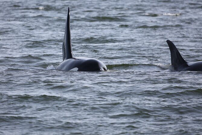 Whale Watching + Deception Pass Tour from Seattle - Final Thoughts: Who Will Appreciate This Tour?