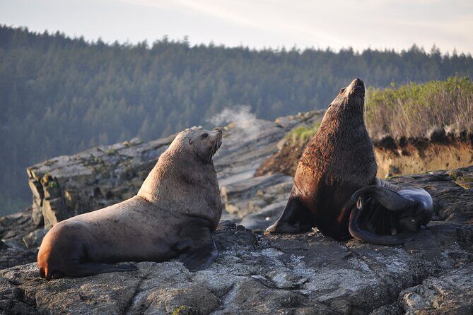 Whale Watching + Deception Pass Tour from Seattle - FAQ