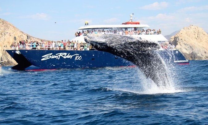 Whale Watching Dinner Cruise in Cabo San Lucas - An in-depth look at the Whale Watching Dinner Cruise