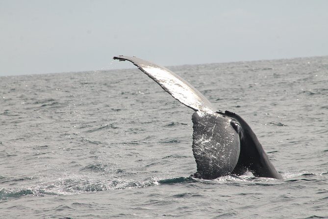 Whale Watching Dinner Cruise in Cabo San Lucas - Authentic Feedback from Reviewers