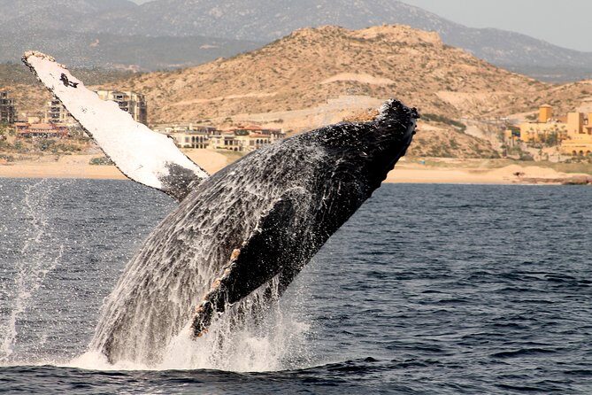 Whale Watching Dinner Cruise in Cabo San Lucas - Final The Sum Up