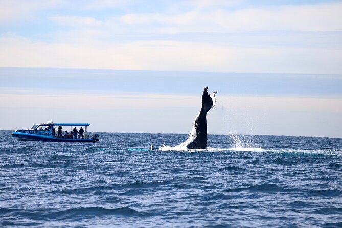 Whale Watching Discovery Tour from Lake Macquarie - A Deep Dive into the Whale Watching Tour Experience