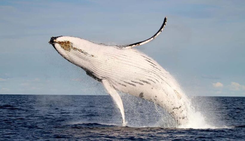 Whale Watching Discovery Tour from Lake Macquarie - Key Points