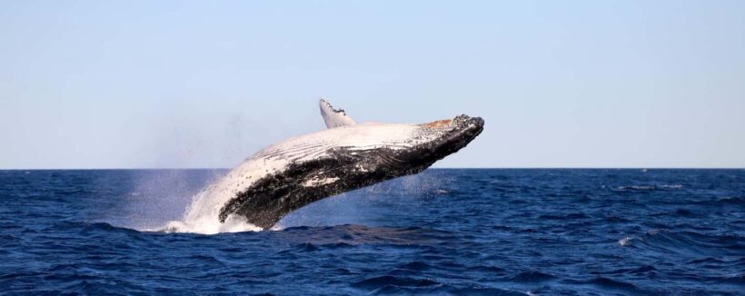 Whale Watching Discovery Tour from Lake Macquarie - Final Thoughts: Who Should Consider This Tour?