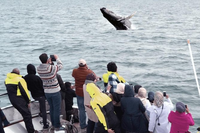 Whale Watching & Dolphin Yacht Cruise - Analyzing the Value