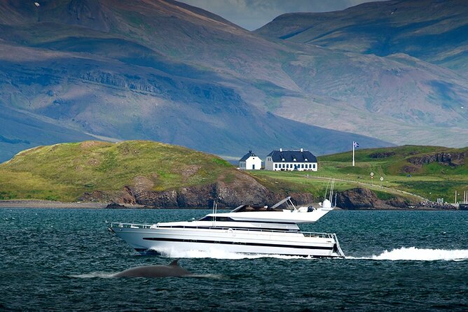 Whale Watching & Dolphin Yacht Cruise - Practical Tips