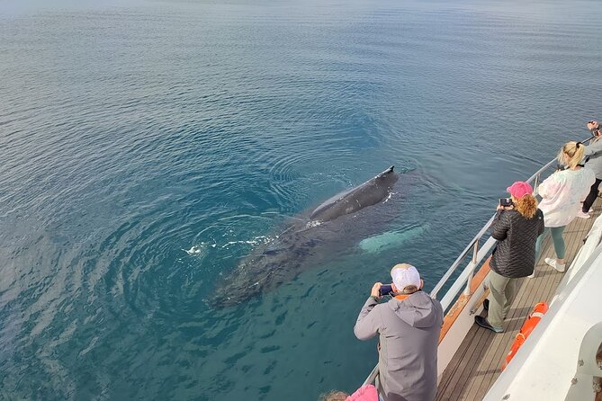 Whale Watching & Dolphin Yacht Cruise - Final Thoughts