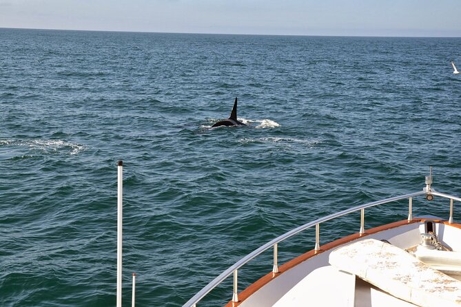 Whale Watching & Dolphin Yacht Cruise Review - Booking and Cancellation Policy