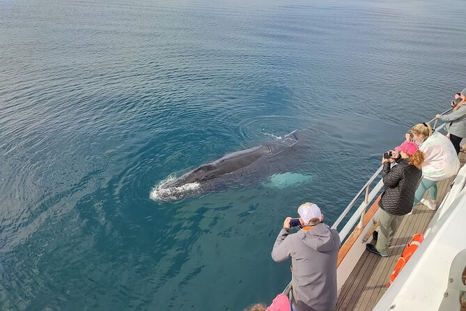 Whale Watching & Dolphin Yacht Cruise Review - Accessibility and Service Animals