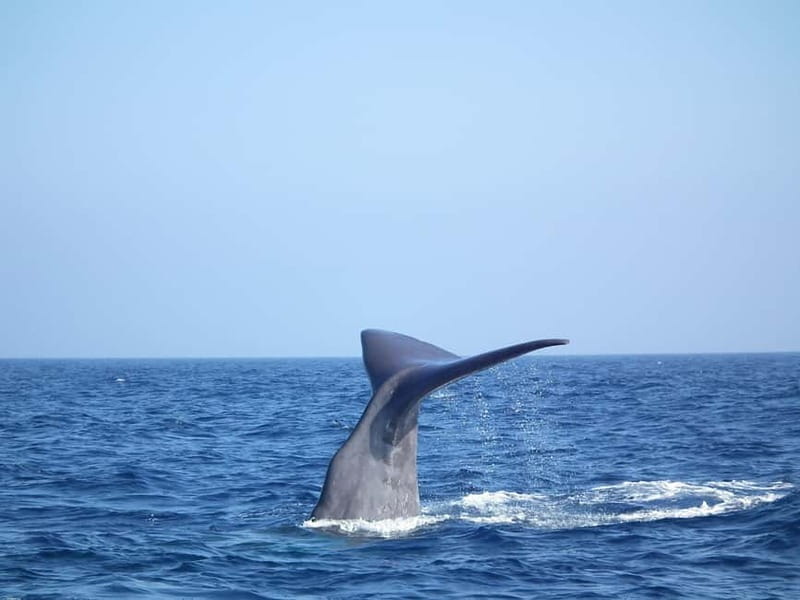 Whale-Watching, Dolphins & Whales from Bandol - Introduction