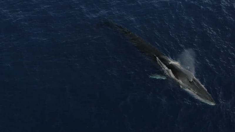 Whale-Watching, Dolphins & Whales from Bandol - Setting Sail for a Marine Adventure in Provence