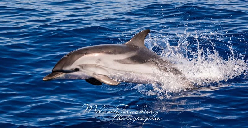 Whale-Watching, Dolphins & Whales from Bandol - The Itinerary and What to Expect