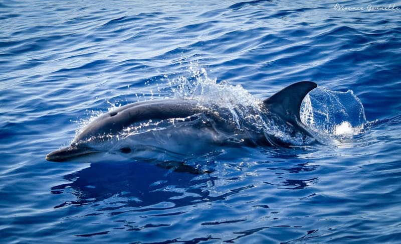 Whale-Watching, Dolphins & Whales from Bandol - FAQs