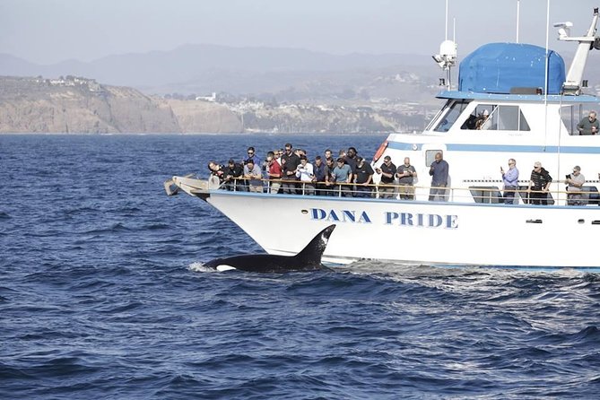 Whale Watching Excursion in Dana Point - In The Sum Up