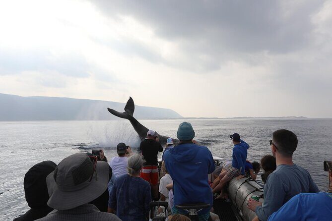 Whale Watching Expedition on Kauai - Introduction: A Close-Up with Kauai’s Marine Life