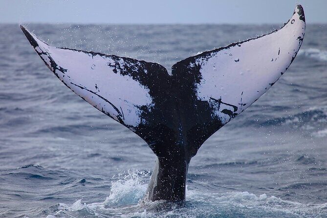 Whale Watching Expedition on Kauai - Why Choose This Whale Watching Tour?