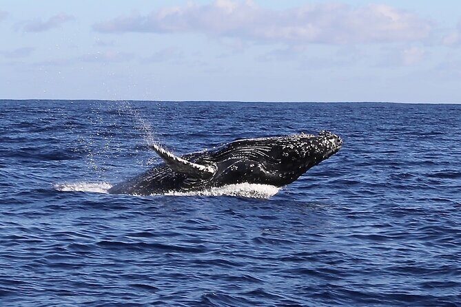 Whale Watching Expedition on Kauai - What the Reviews Say