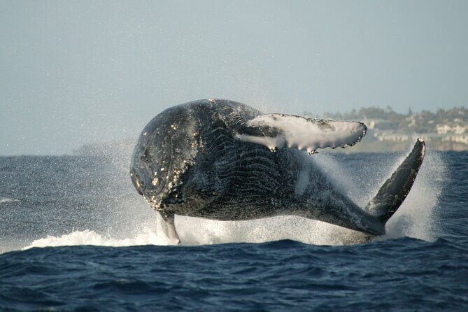 Whale Watching Expedition on Kauai - Additional Considerations