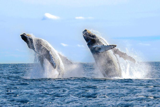 Whale Watching Experience - The Itinerary: What You Can Expect