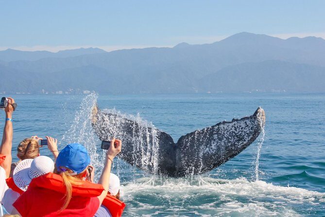 Whale Watching Experience - How It’s Different From Longer Tours