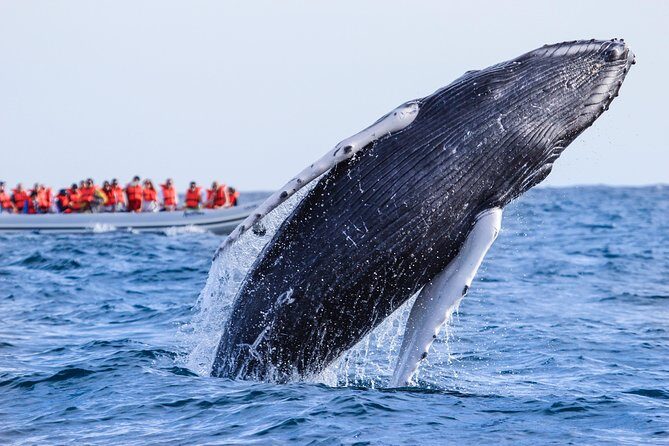 Whale Watching Experience - The Authenticity and Value of Small-Group Tours