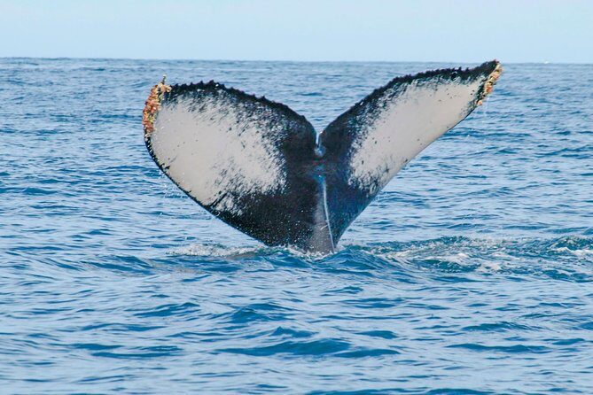 Whale Watching Experience - Accessibility and Practical Considerations