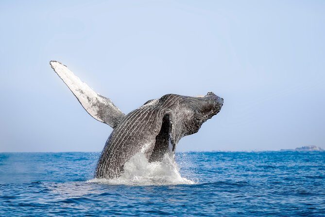Whale Watching Experience - Who Is This Tour Best For?