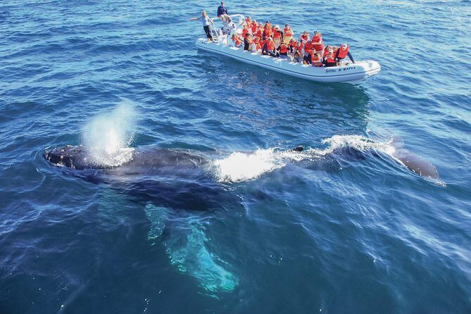 Whale Watching Experience - The Sum Up