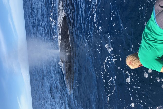 Whale Watching Experience - Experiencing Whale Behavior and Ecology