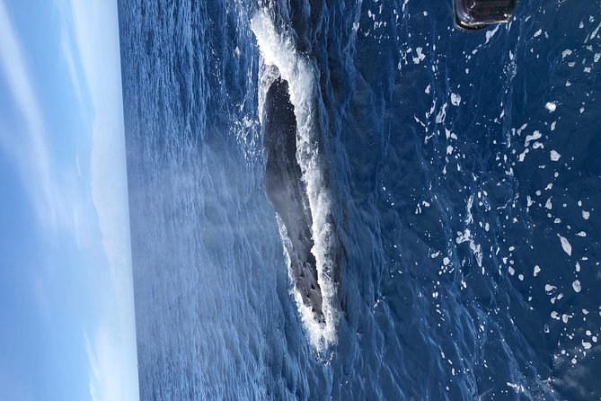 Whale Watching Experience - Vessel and Group Size Considerations