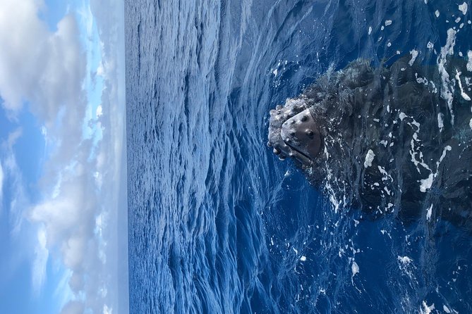 Whale Watching Experience - Customer Feedback and Ratings