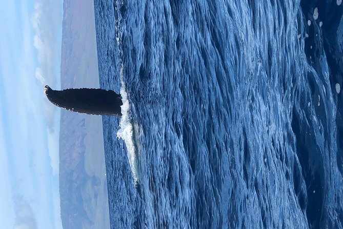 Whale Watching Experience - Sustainable and Eco-Friendly Practices