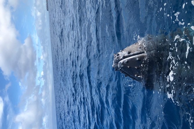 Whale Watching Experience - Memorable Highlights of the Adventure
