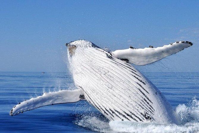 Whale Watching from Augusta in Western Australia - An Overview of the Tour: What’s Included and What to Expect