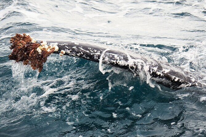 Whale Watching from Augusta in Western Australia - Who Should Consider This Tour?