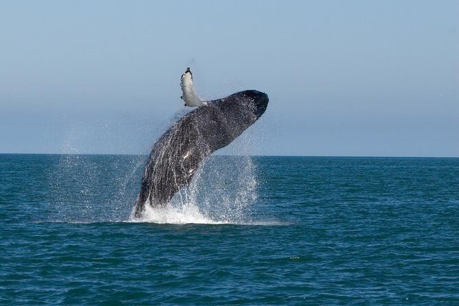 Whale Watching From Colombo - The Details of the Tour
