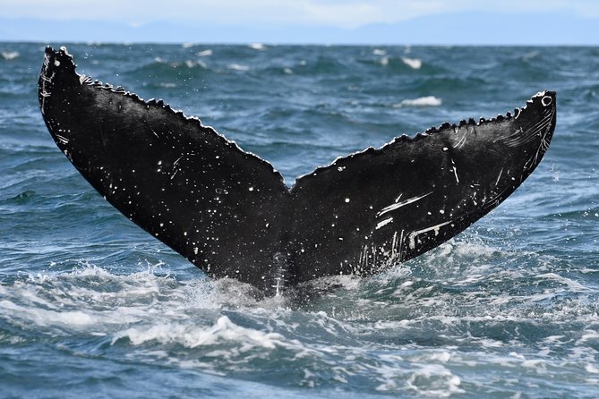 Whale Watching from Downtown Akureyri - FAQ