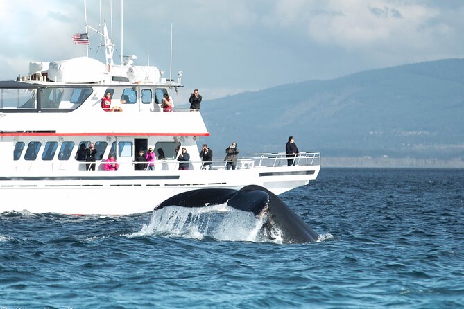 Whale Watching from Friday Harbor - Key Points
