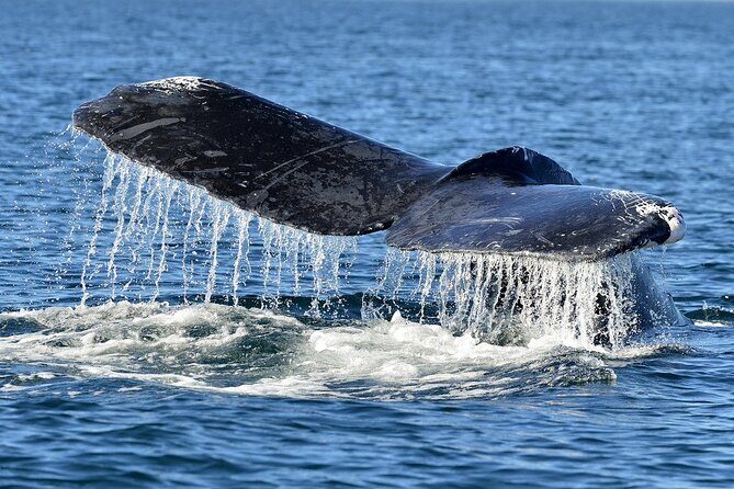 Whale Watching from Hikkaduwa with Pickup & Drop - The Itinerary and What You Can Expect