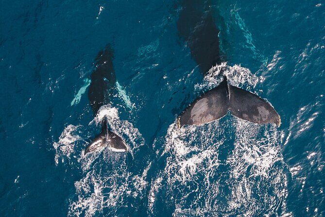 Whale Watching from Hikkaduwa with Pickup & Drop - The Sum Up