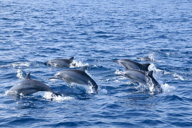 Whale Watching from Hikkaduwa with Pickup & Drop - FAQ
