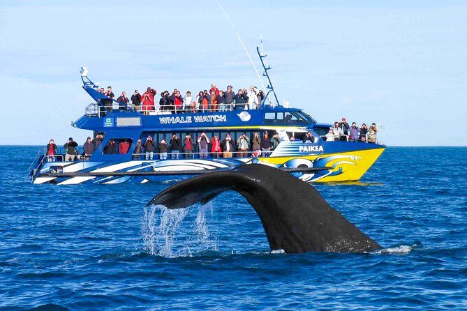 Whale Watching from Kalpitiya on Private Boat - Introduction: A Chance to See Majestic Whales Close to Shore