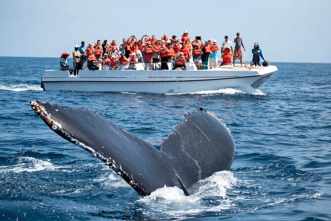 Whale Watching from Kalpitiya on Private Boat - What to Expect from the Whale Watching Tour