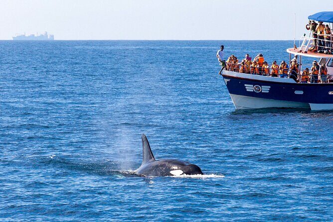 Whale Watching from Kalpitiya on Private Boat - FAQ