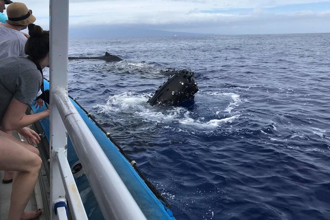 Whale Watching from Ma'alaea Harbor - The Bottom Line: Is It Worth It?