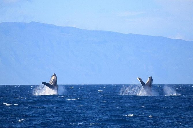 Whale Watching from Ma'alaea Harbor - FAQ